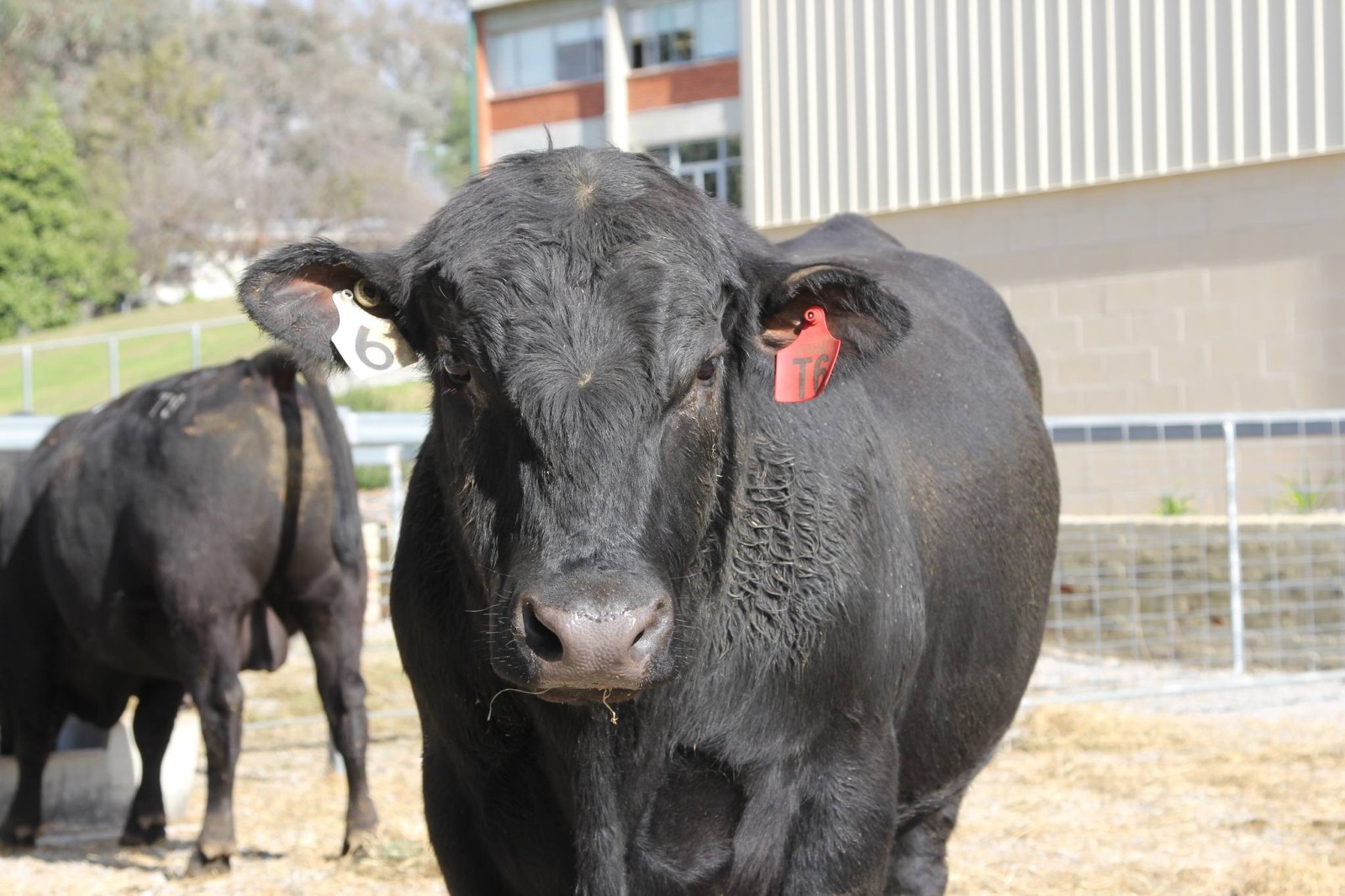Farrer Memorial Agricultural High School - Bull Sale comes to an end